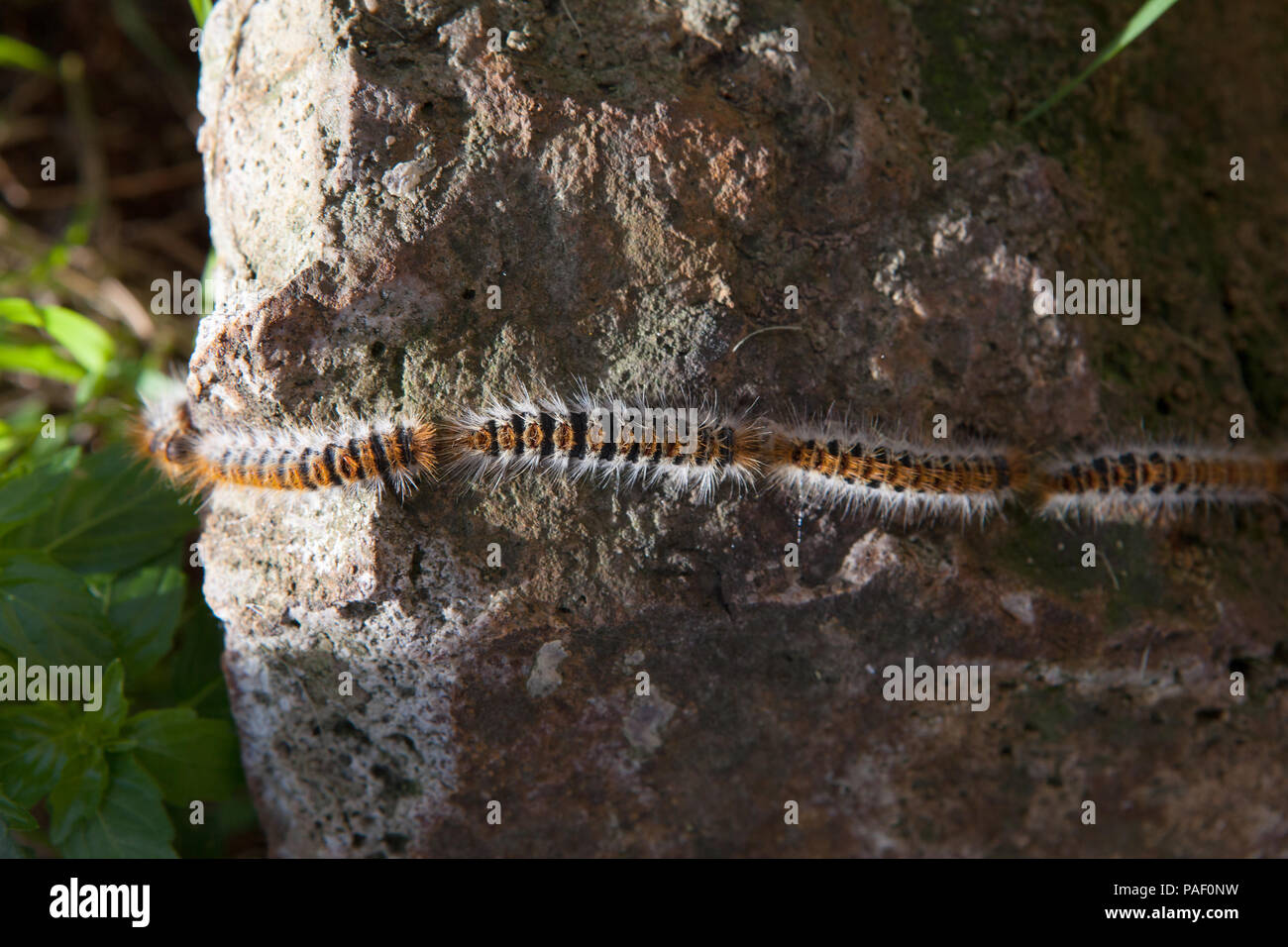 Thaumetopoea pinivora hi-res stock photography and images - Alamy