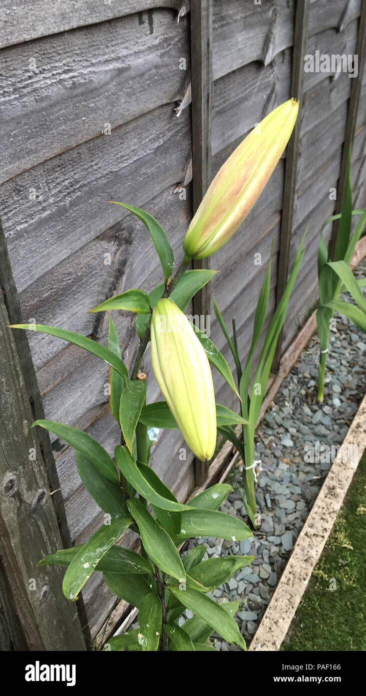 Heavy scented flower hi-res stock photography and images - Alamy