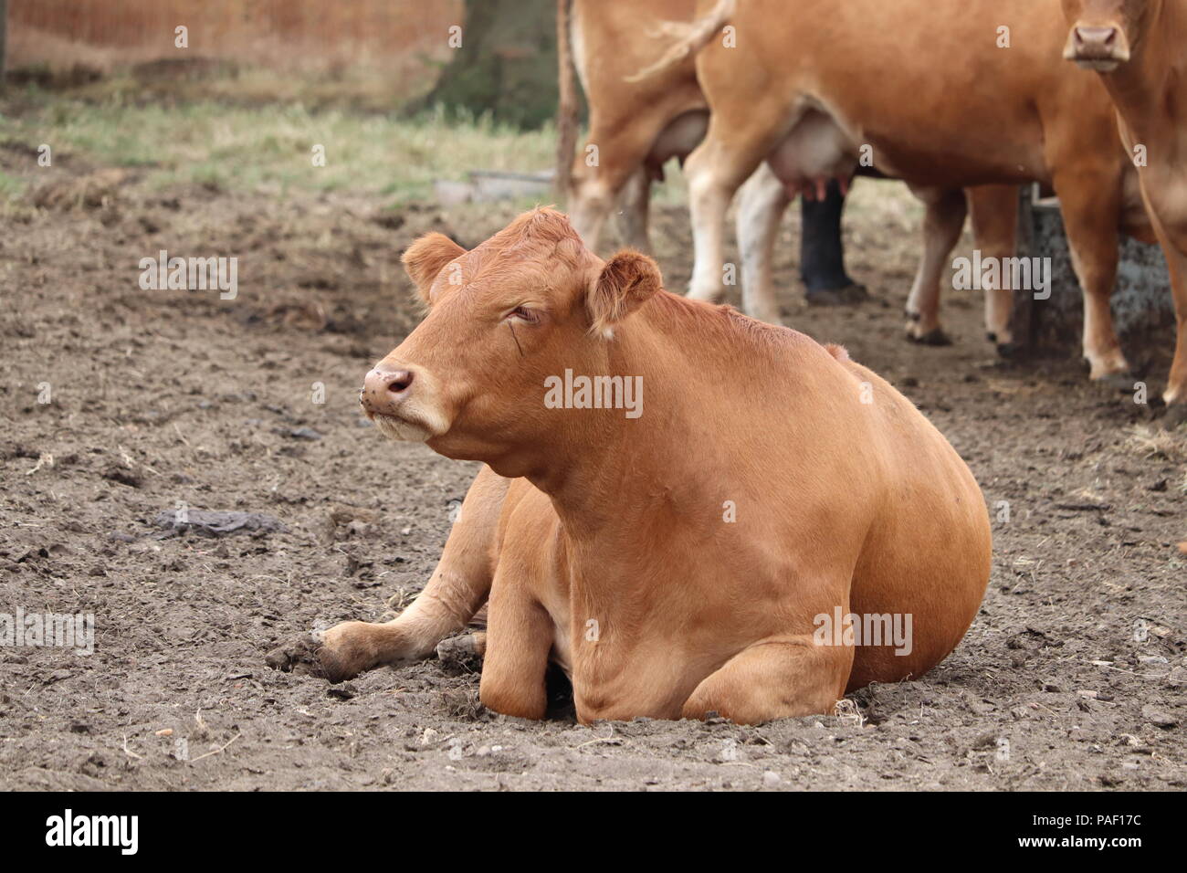 Cow Sitting Down Stock Photos & Cow Sitting Down Stock Images - Alamy