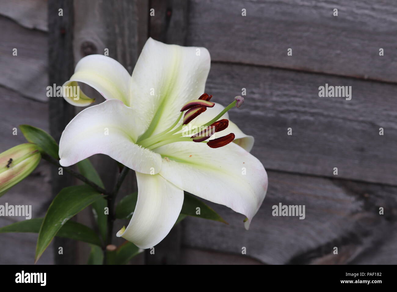 Lillum species hi-res stock photography and images - Alamy