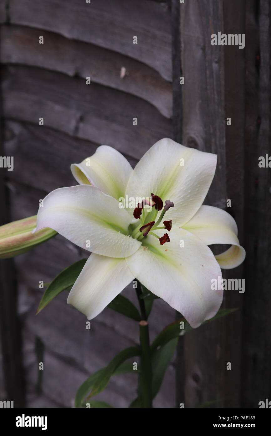 Tall Lily Stock Photos & Tall Lily Stock Images - Alamy