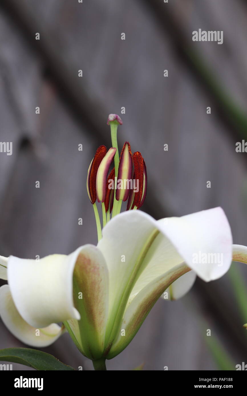 Lillum species hi-res stock photography and images - Alamy