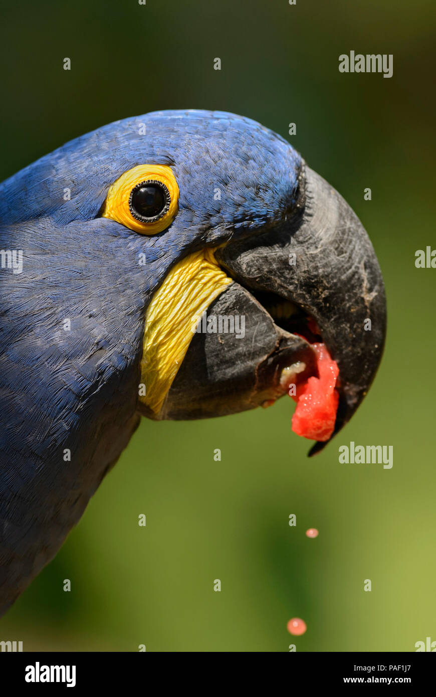 Hyacinth Macaw - Anodorhynchus hyacinthinus, beautiful large blue ...