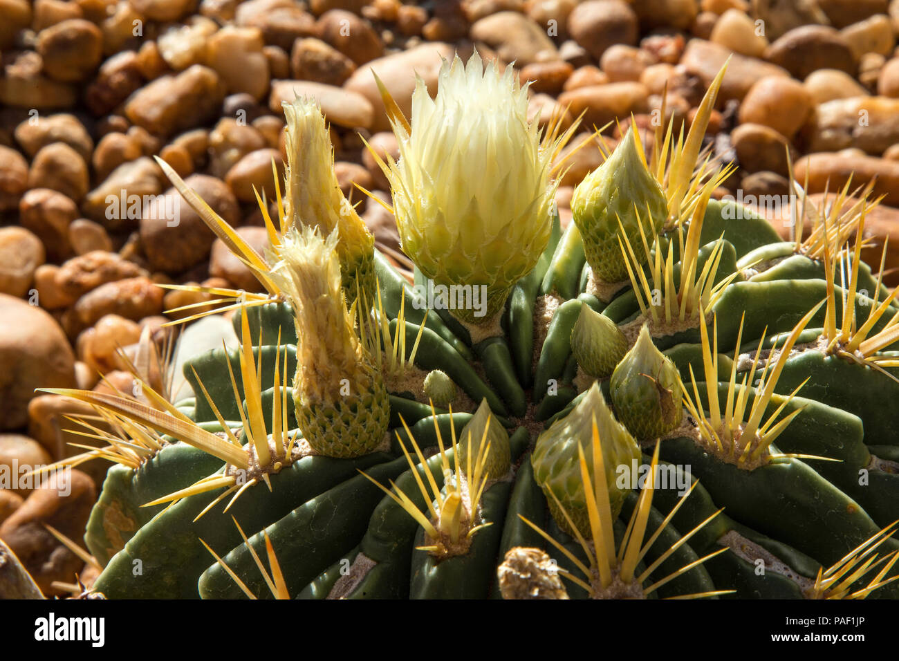 White flower and spikes on ferocactus in garden in southern Namibia ...