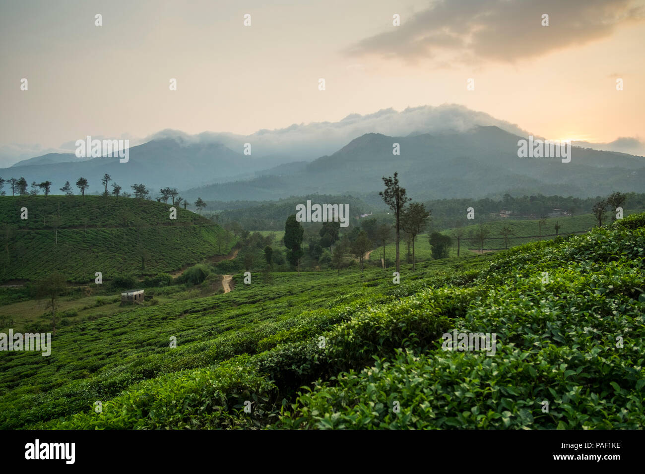 Tea estates in Wayanad Stock Photo - Alamy