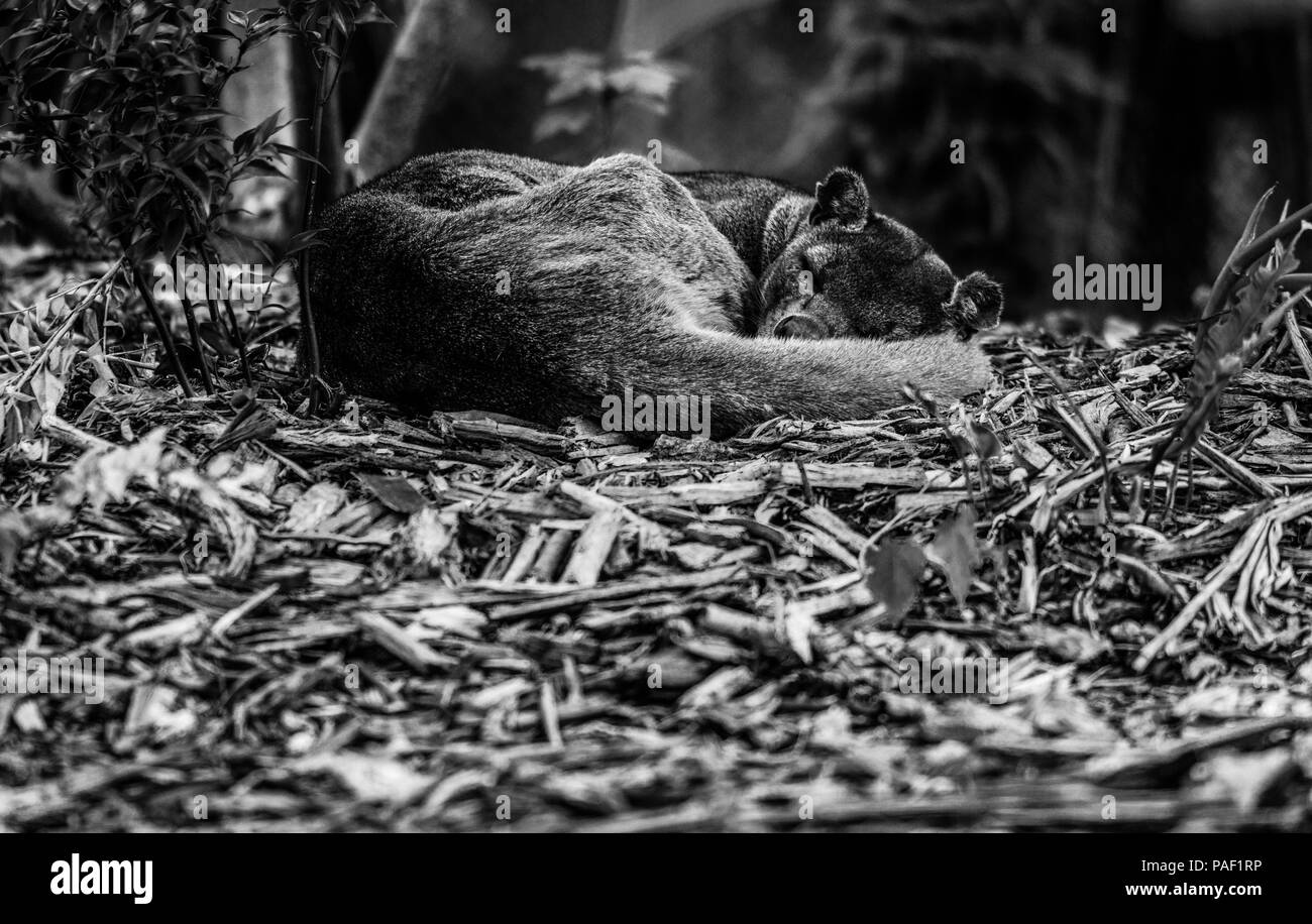 Fossa Animal Outline