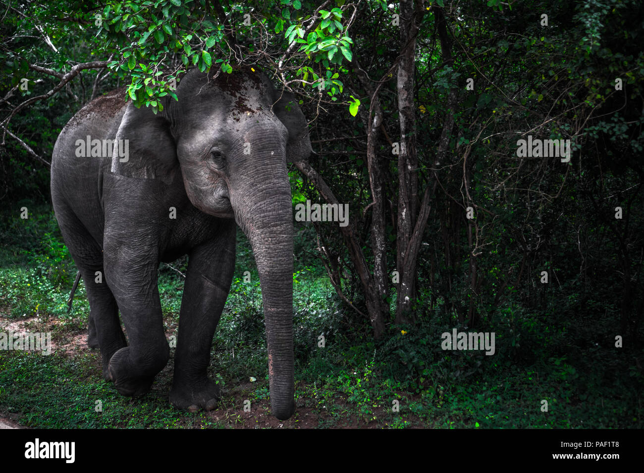 Elephant in Yala National Park, SL Stock Photo - Alamy