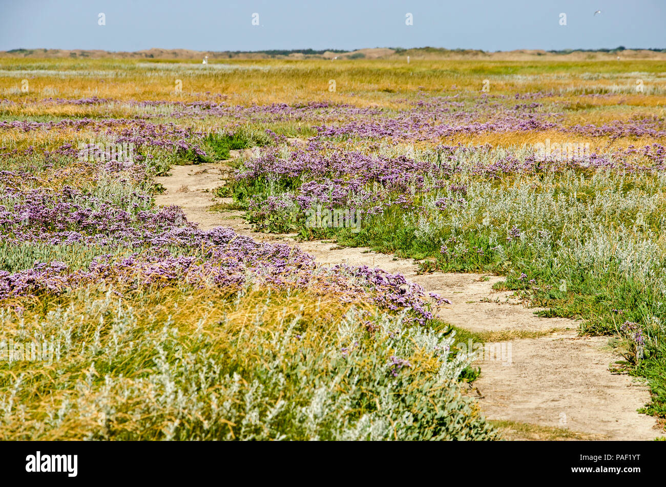 Sand path meandering through fields of sea lavender and other slat ...