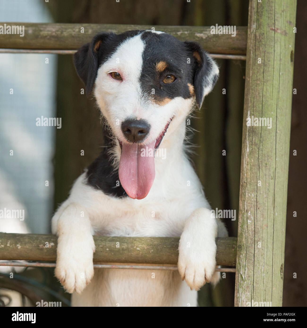Jack to jack hi-res stock photography and images - Alamy