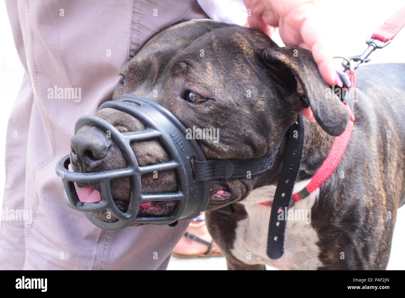 Anti BSL Protest In Westminster, London Stock Photo - Alamy