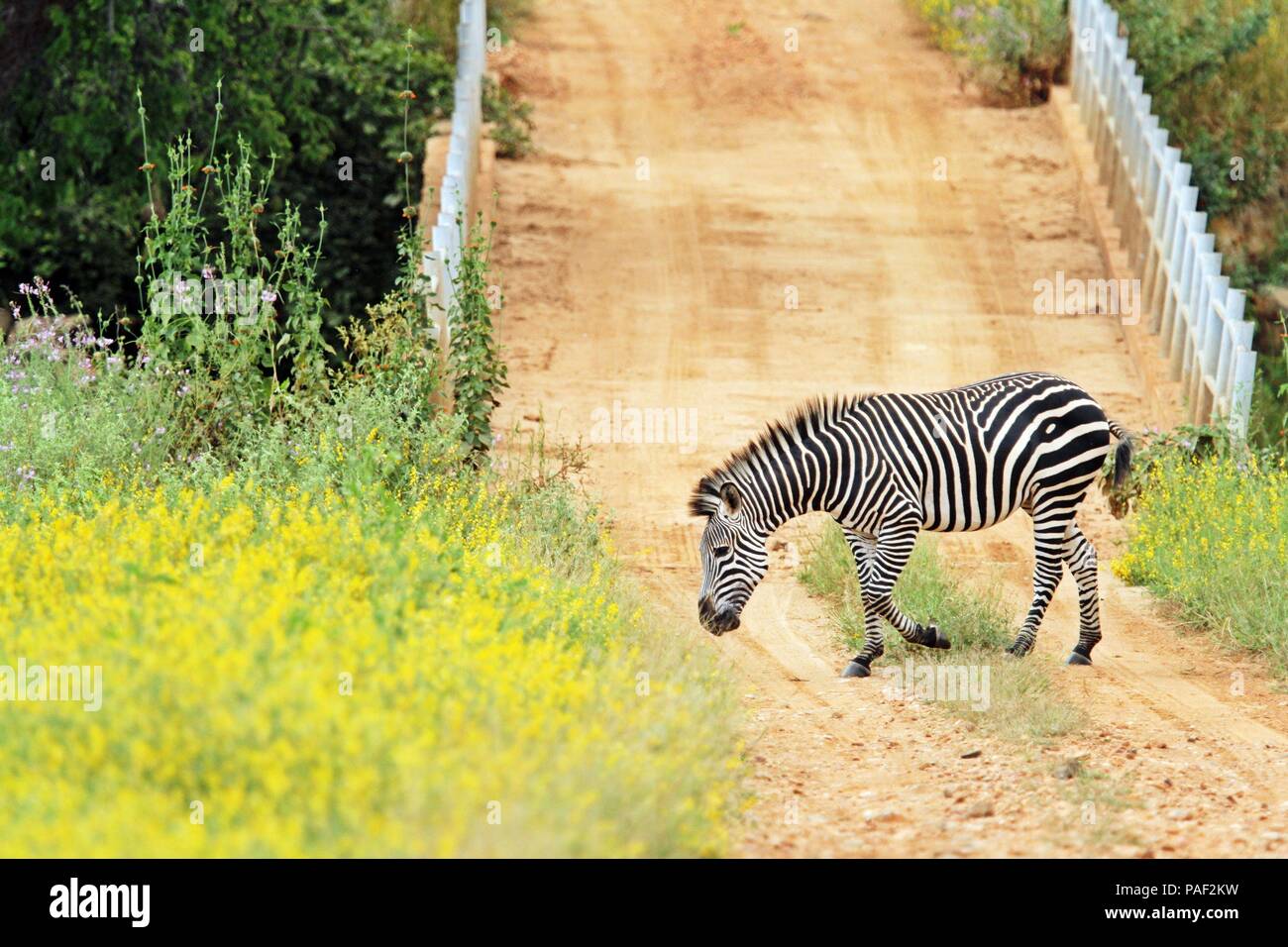 Wildlife bridge crossing hi-res stock photography and images - Alamy