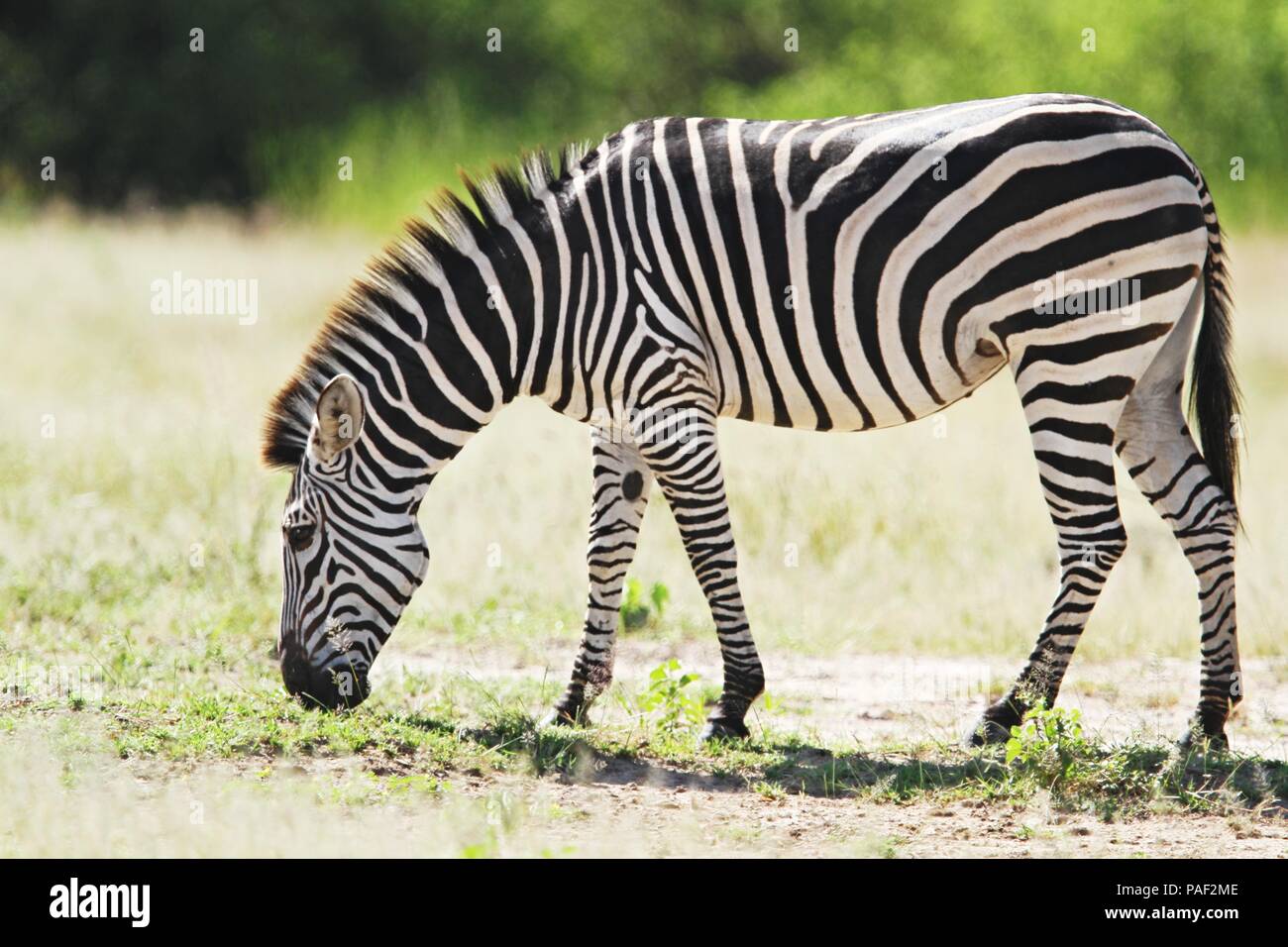 Young zebra grazing Stock Photo - Alamy