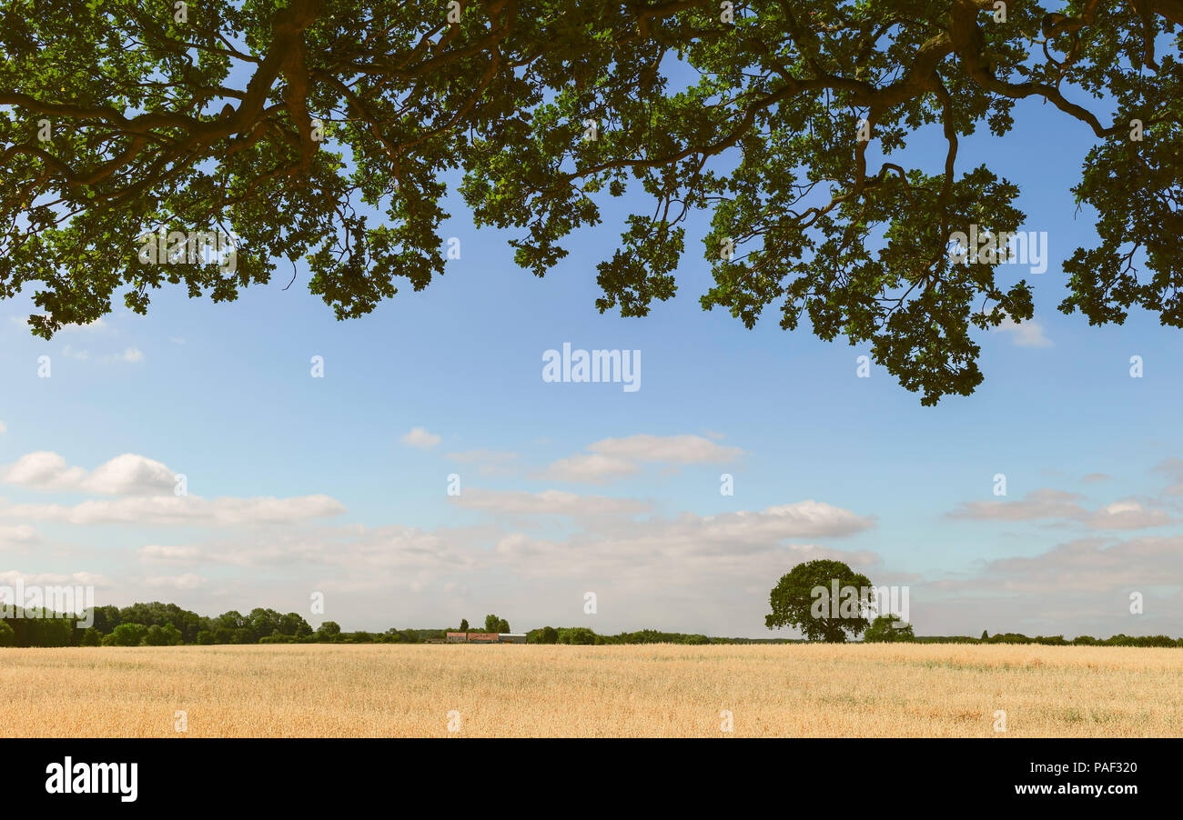 Oat tree hi-res stock photography and images - Alamy