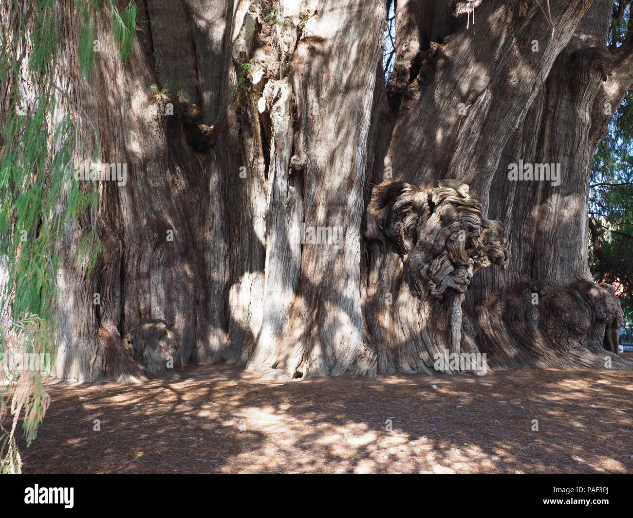 Stoutest trunk of the world of large Montezuma cypress tree at Santa ...