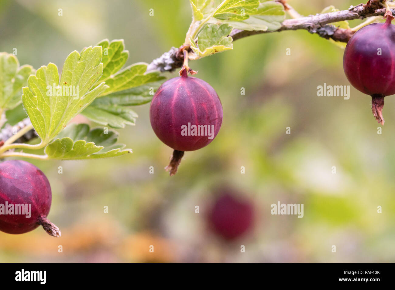 Gooseberry bush hi-res stock photography and images - Alamy