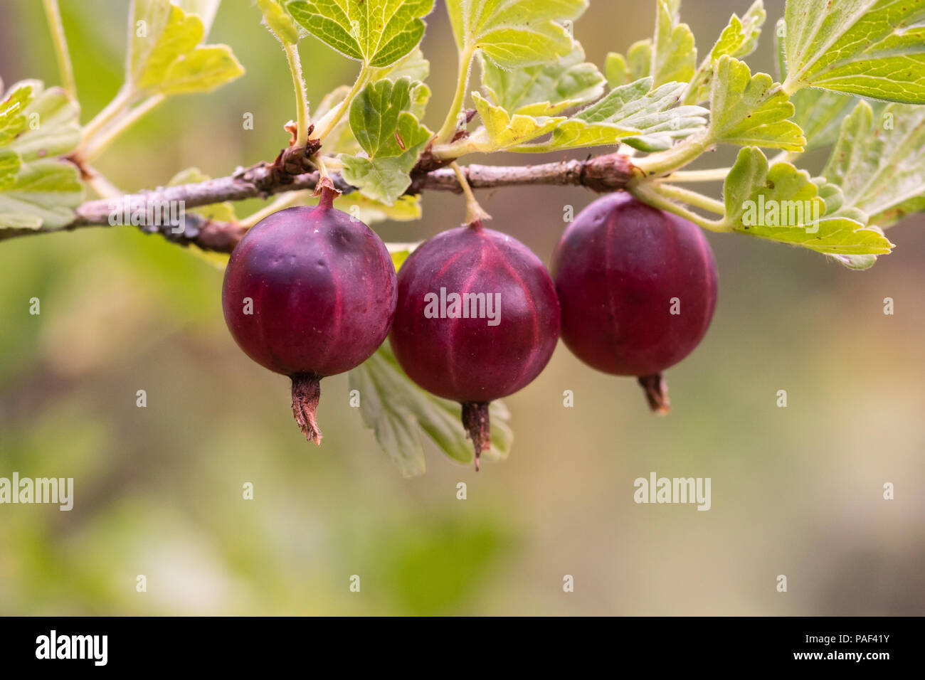 Gooseberry bush hi-res stock photography and images - Alamy