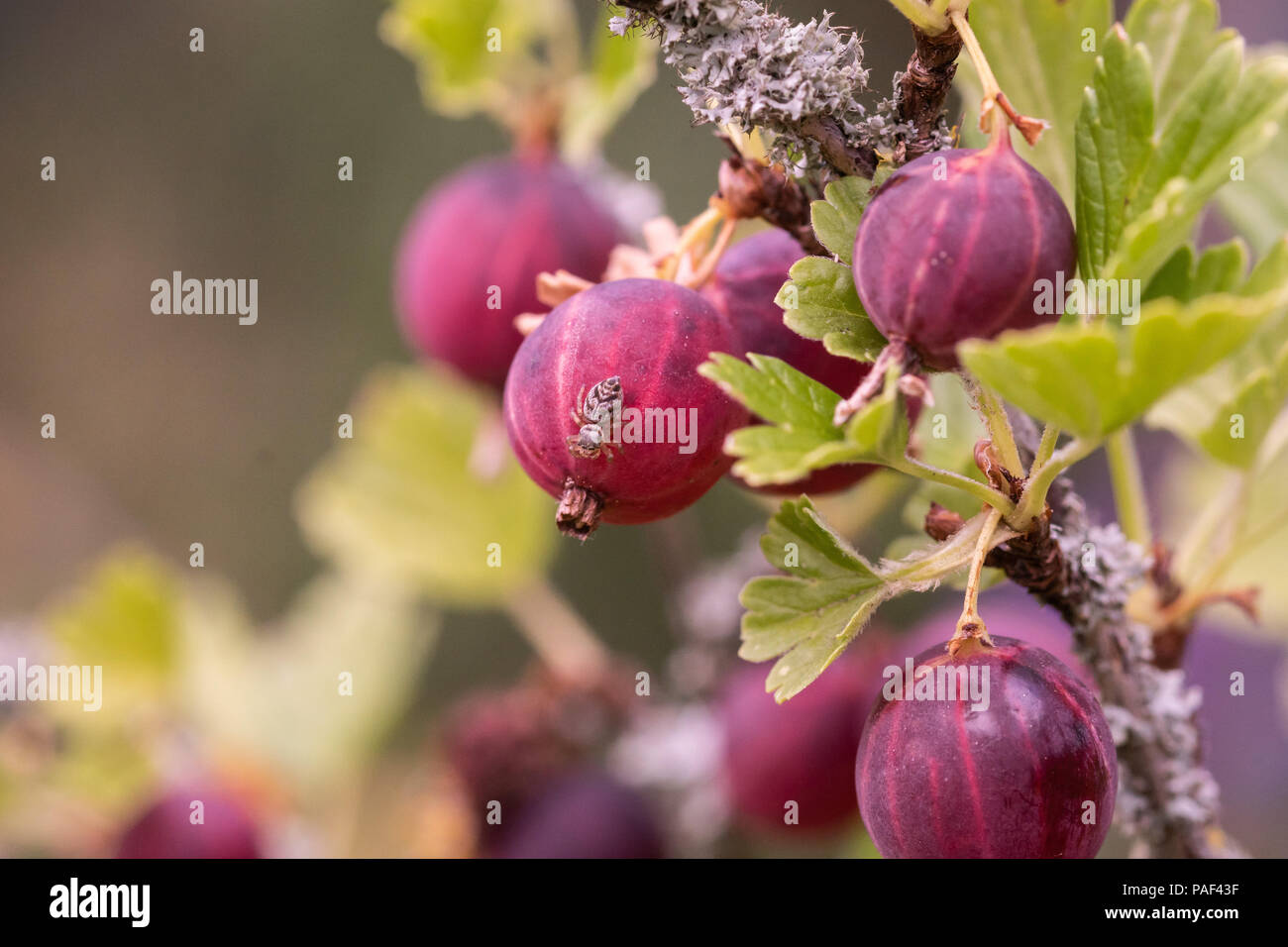 Gooseberry bush hi-res stock photography and images - Alamy