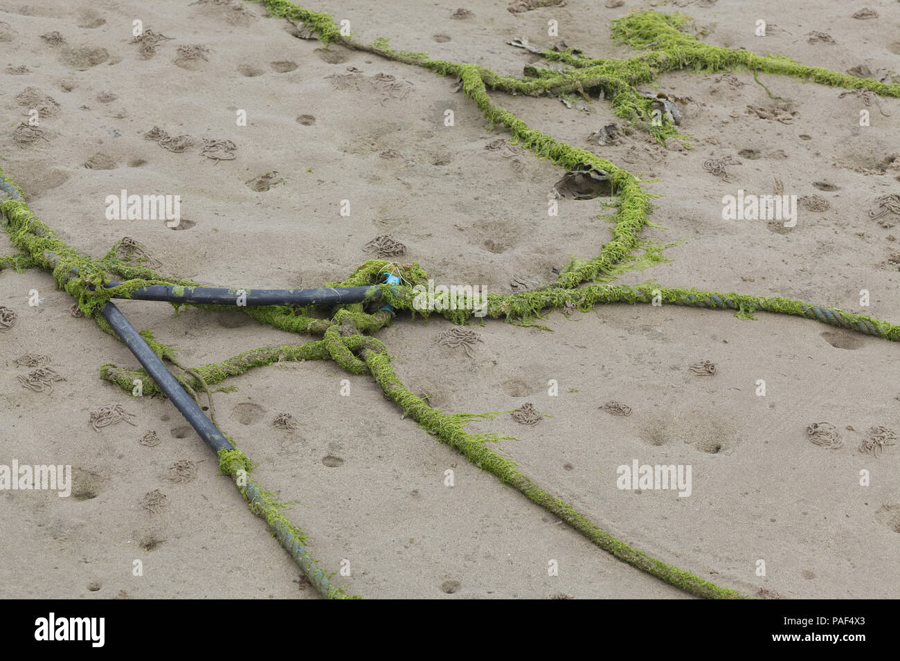 discarded boat ropes covered in seaweed on the beach Stock Photo - Alamy