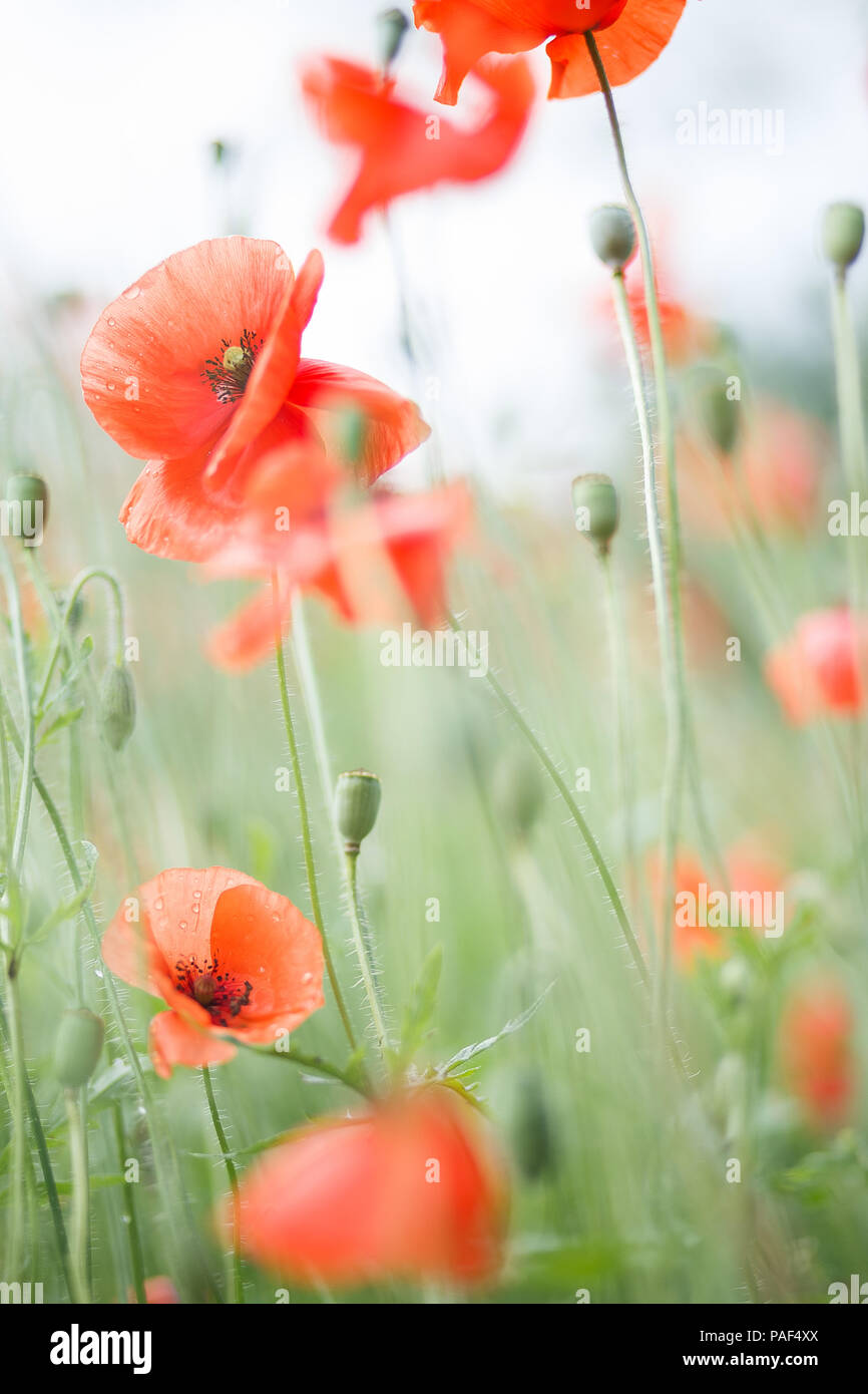 Poppy flowers field in summer Stock Photo - Alamy