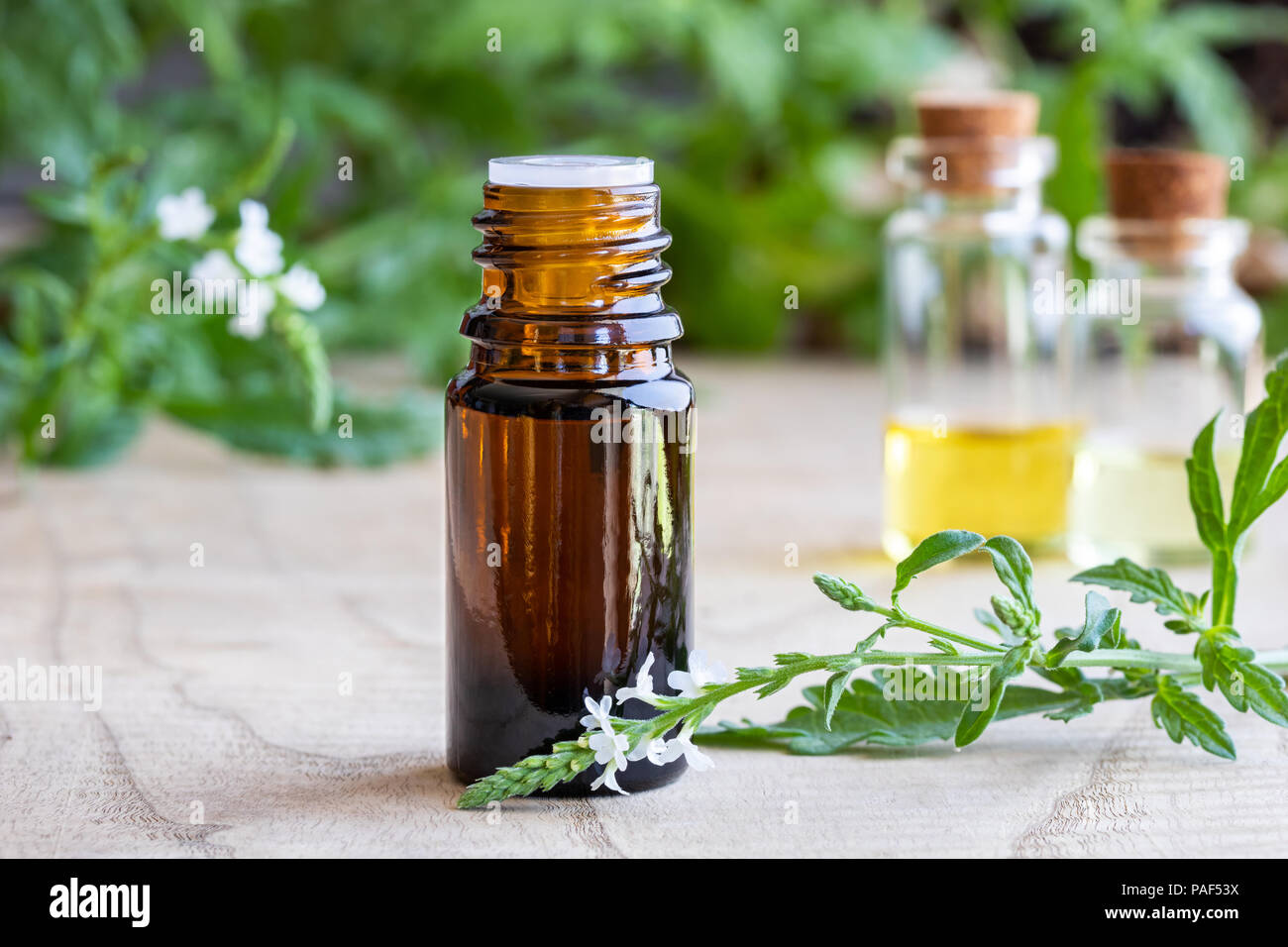A bottle of common vervain essential oil with fresh blooming verbena ...