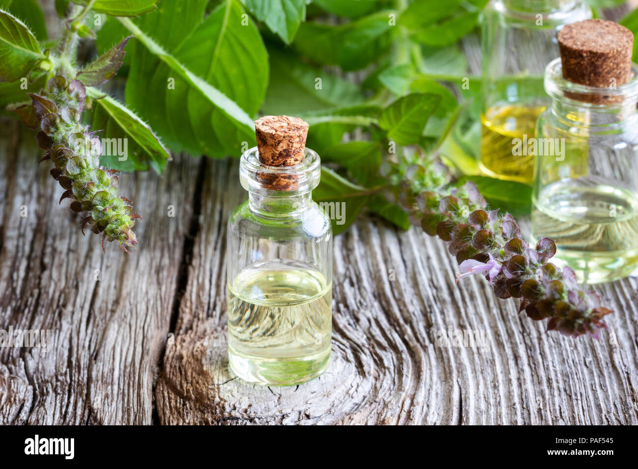 A bottle of essential oil with fresh tulsi, or holy basil Stock Photo ...