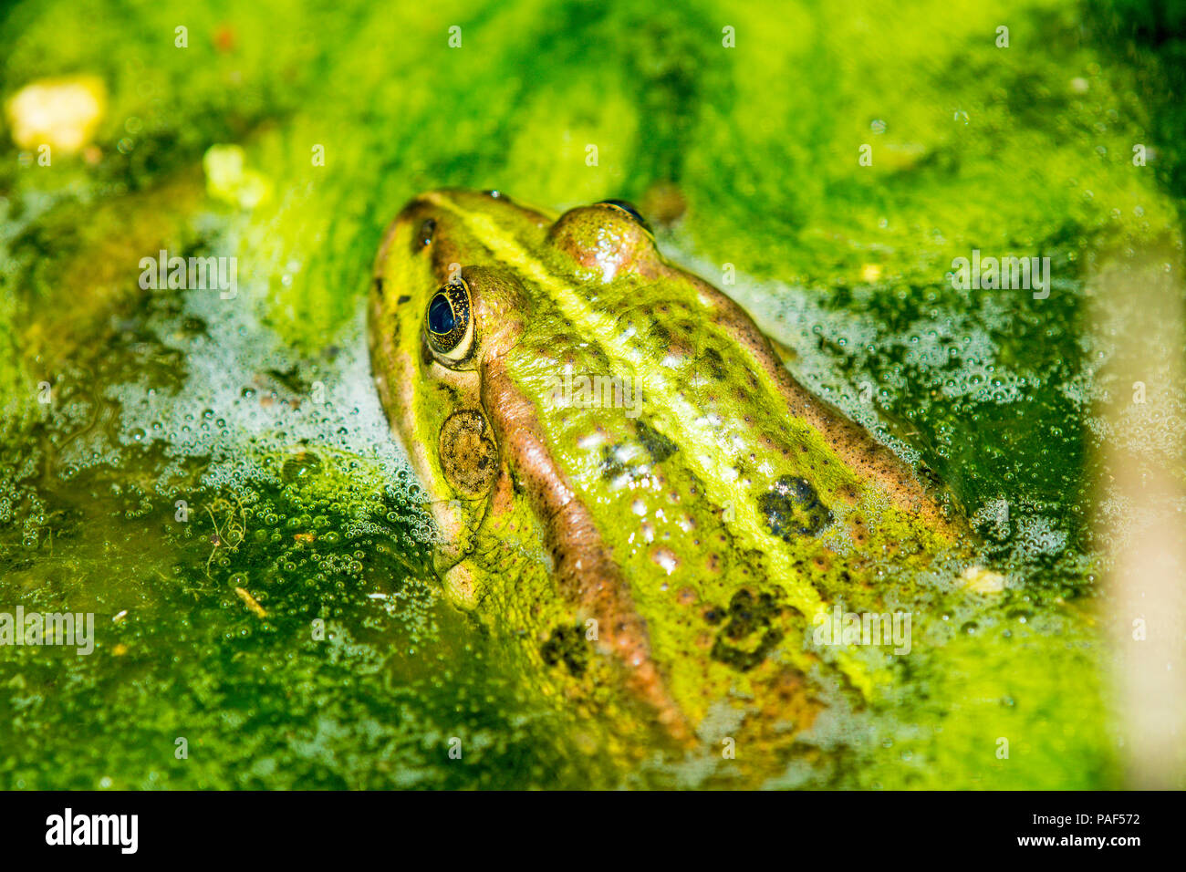 common water frog in a pond Stock Photo - Alamy
