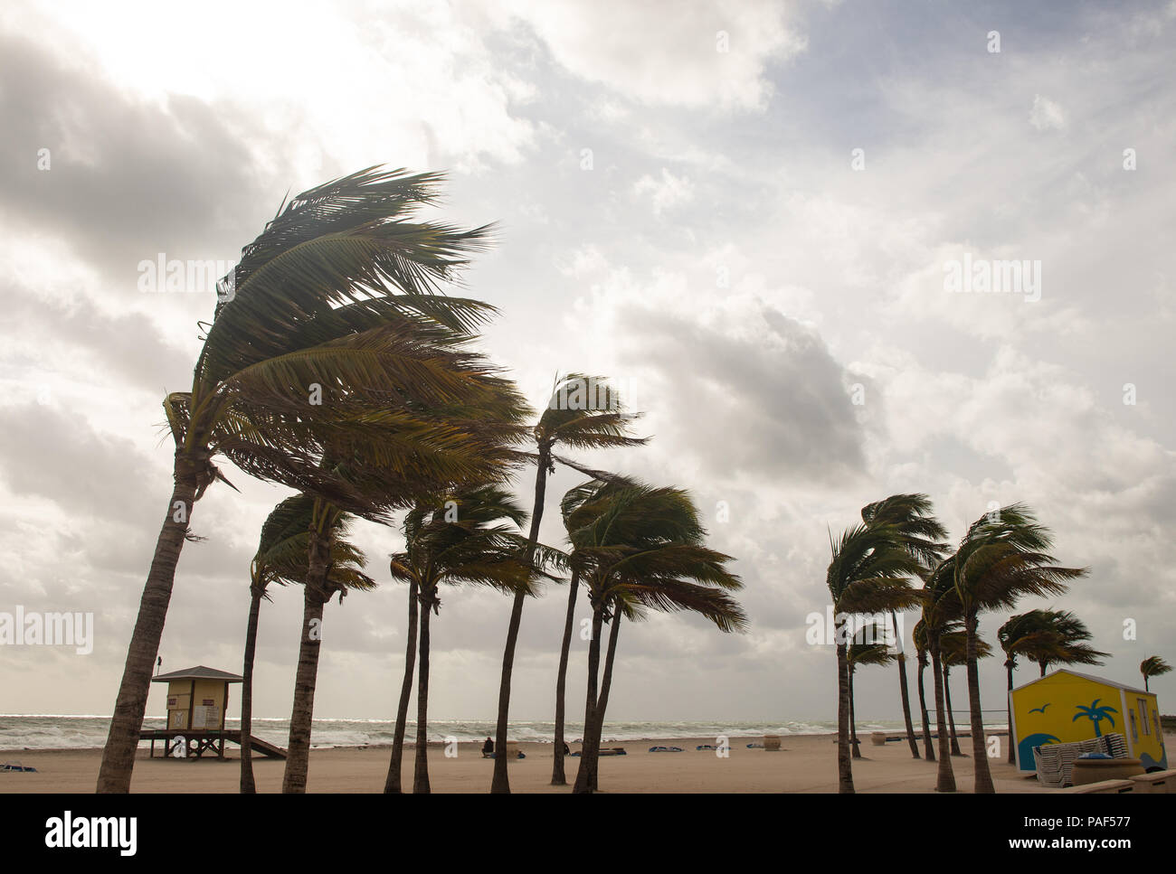 Hurricane tropical storm palm trees hi-res stock photography and images ...