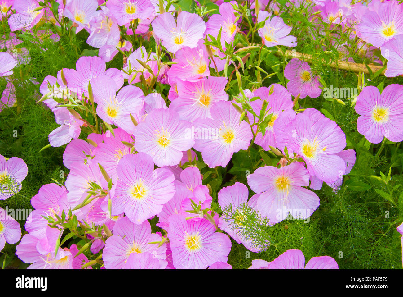 Pink evening primrose hi-res stock photography and images - Alamy