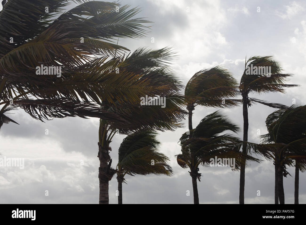 Palm trees in storm hi-res stock photography and images - Alamy
