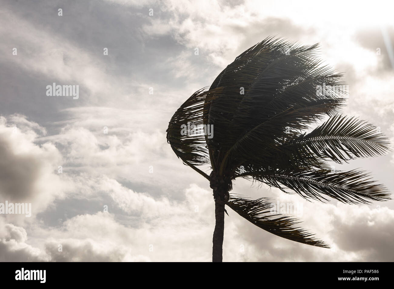 Palm Tree Before a Tropical Storm or Hurricane Stock Photo - Alamy