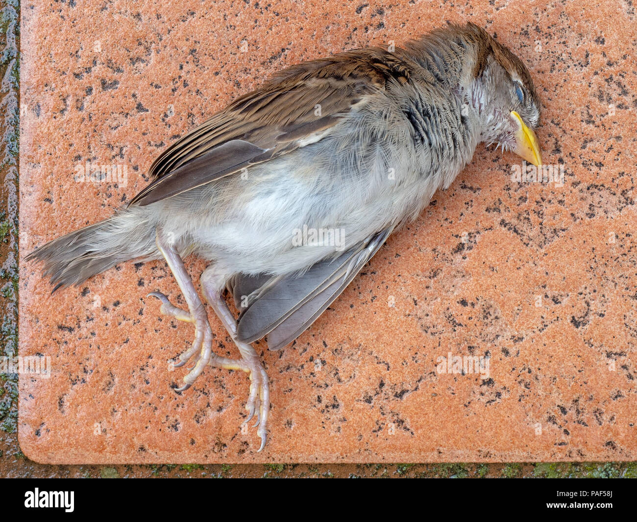 Dead cat hi-res stock photography and images - Alamy