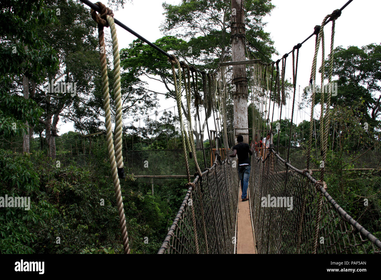 Tourists exploring the upper level of the rain forest while walking ...