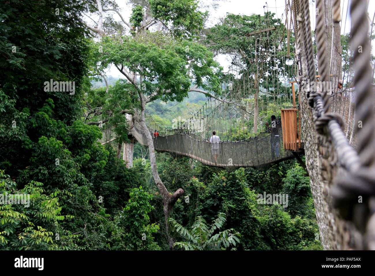 Tourists exploring the upper level of the rain forest while walking ...