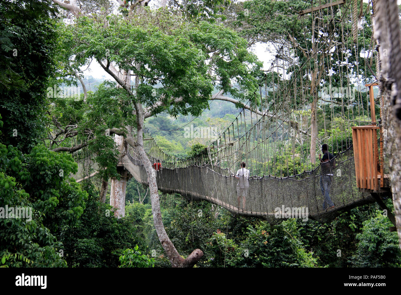 Tourists exploring the upper level of the rain forest while walking ...