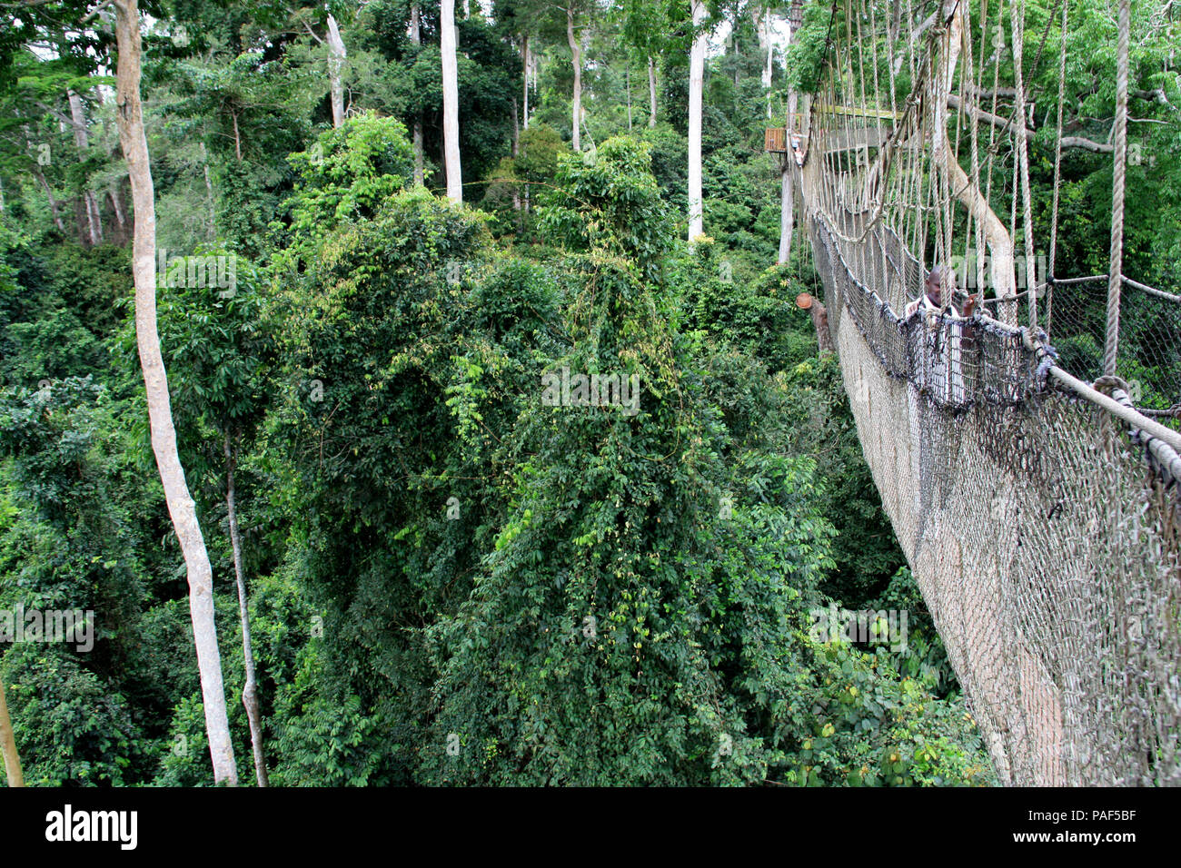 Tourist exploring the upper level of the rain forest while walking ...