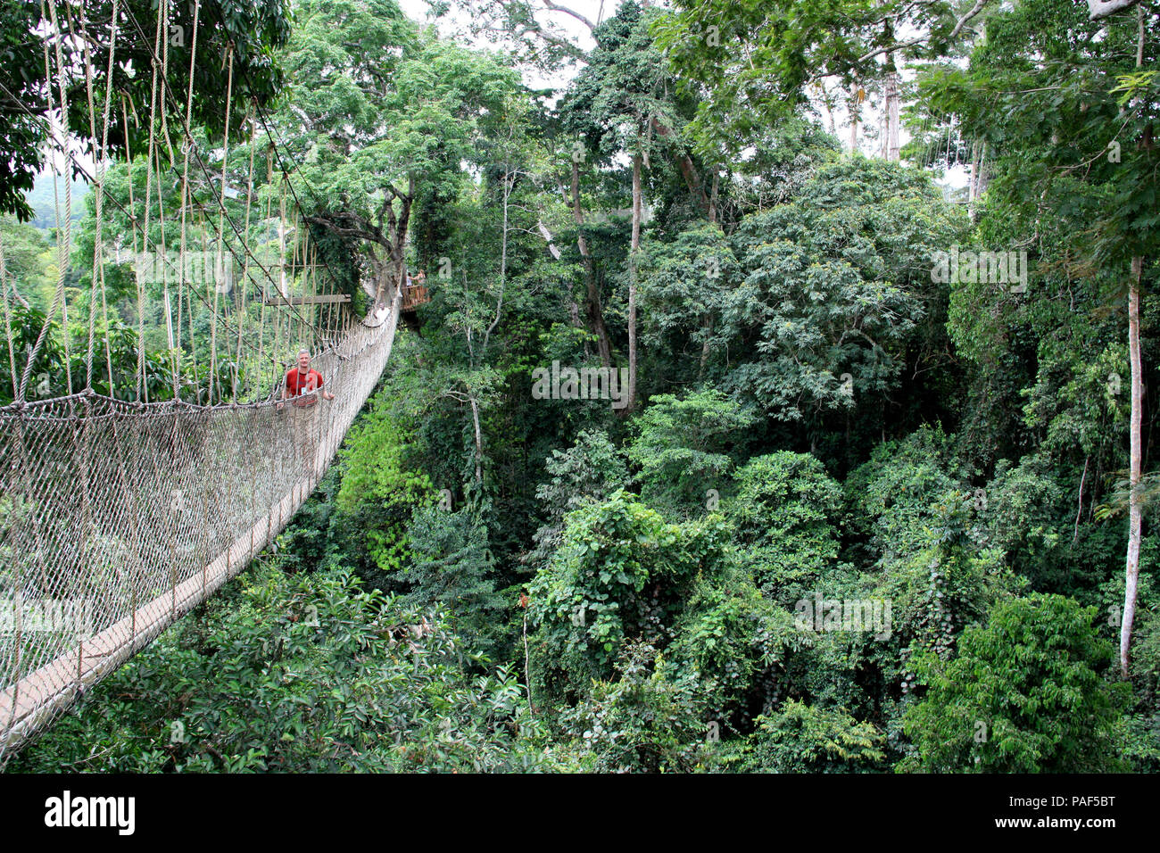 Tourists exploring the upper level of the rain forest while walking ...