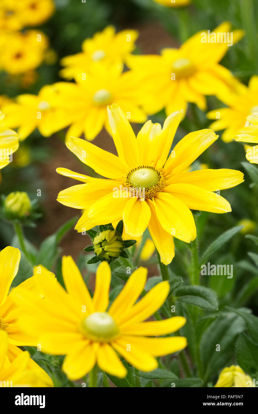 Black Eyed Susan Prairie Sun High Resolution Stock Photography and ...