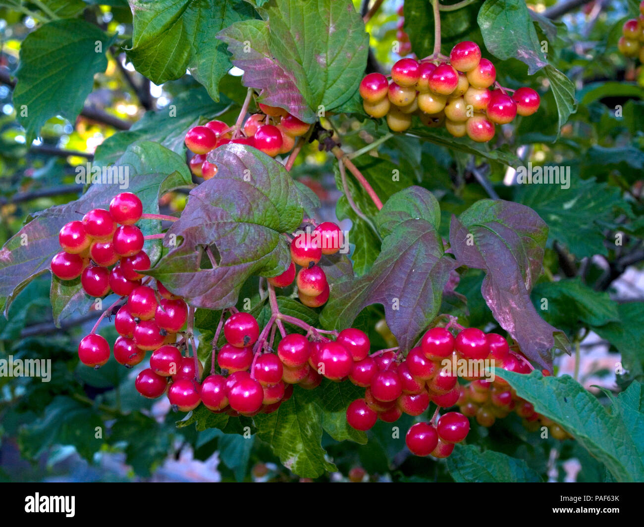 Unripe fruits of the viburnum Stock Photo - Alamy