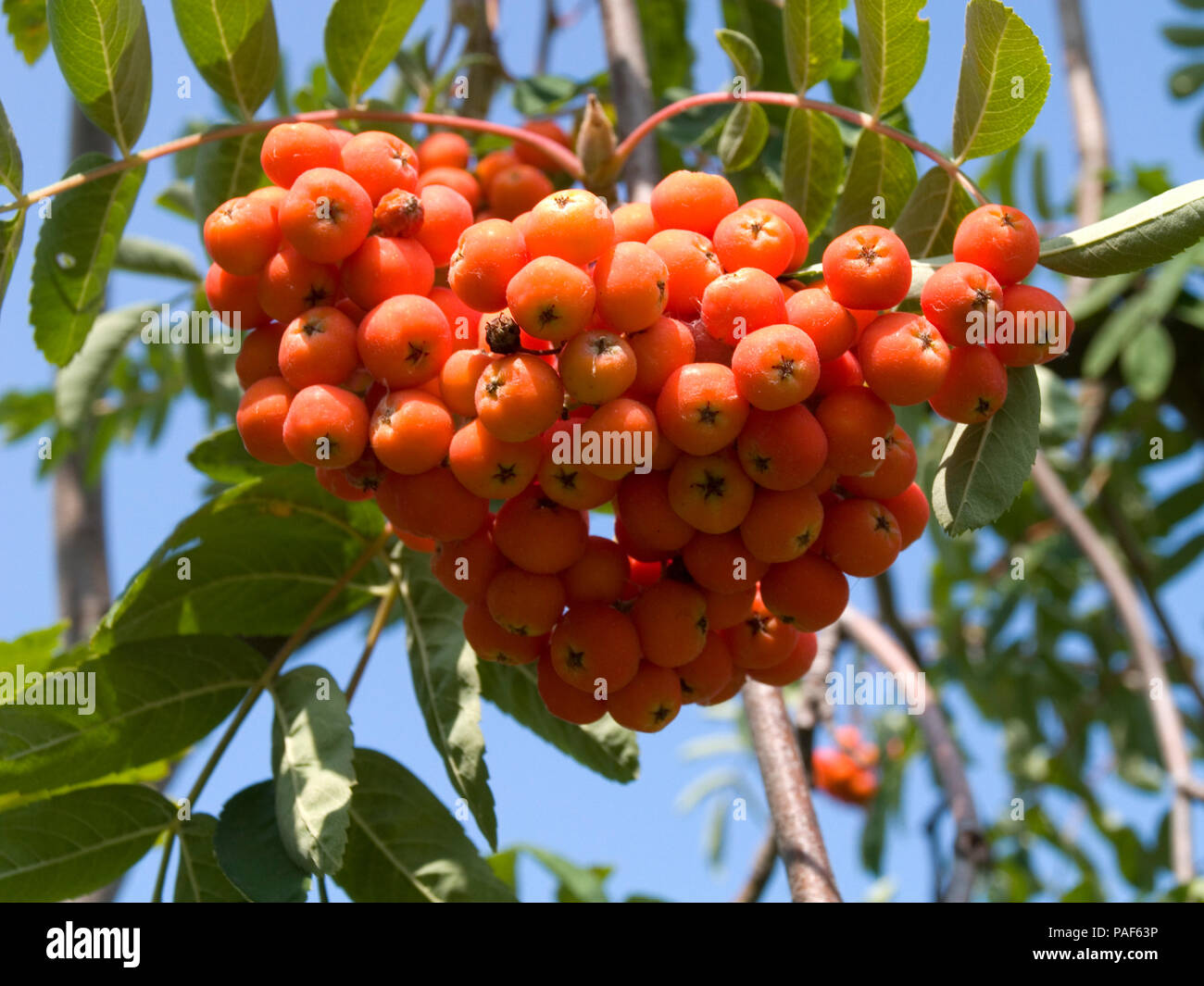 Sorbus aucuparia fruits Stock Photo - Alamy