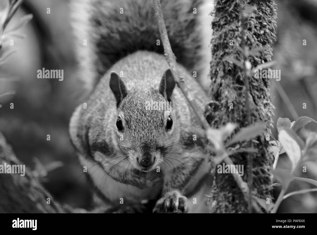 Gray squirrel in monochrome Stock Photo - Alamy