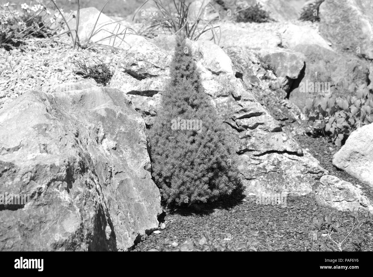 Garden plant tree Black and White Stock Photos & Images - Alamy