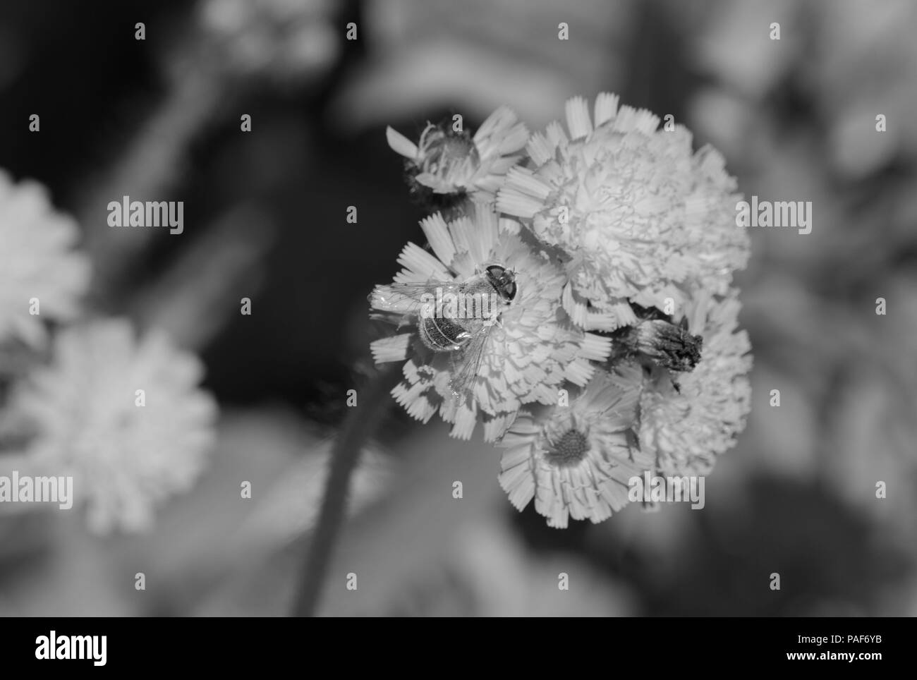 Honey Bees Black and White Stock Photos & Images - Alamy