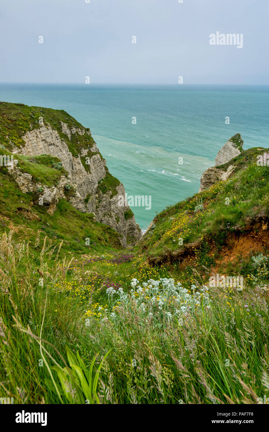 Normandie beach flowers hi-res stock photography and images - Alamy