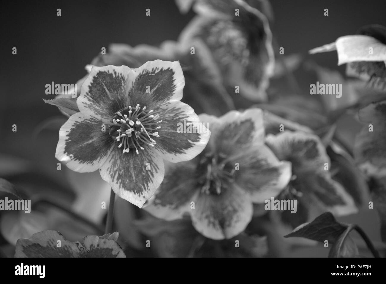 Hellebore niger Black and White Stock Photos & Images - Alamy