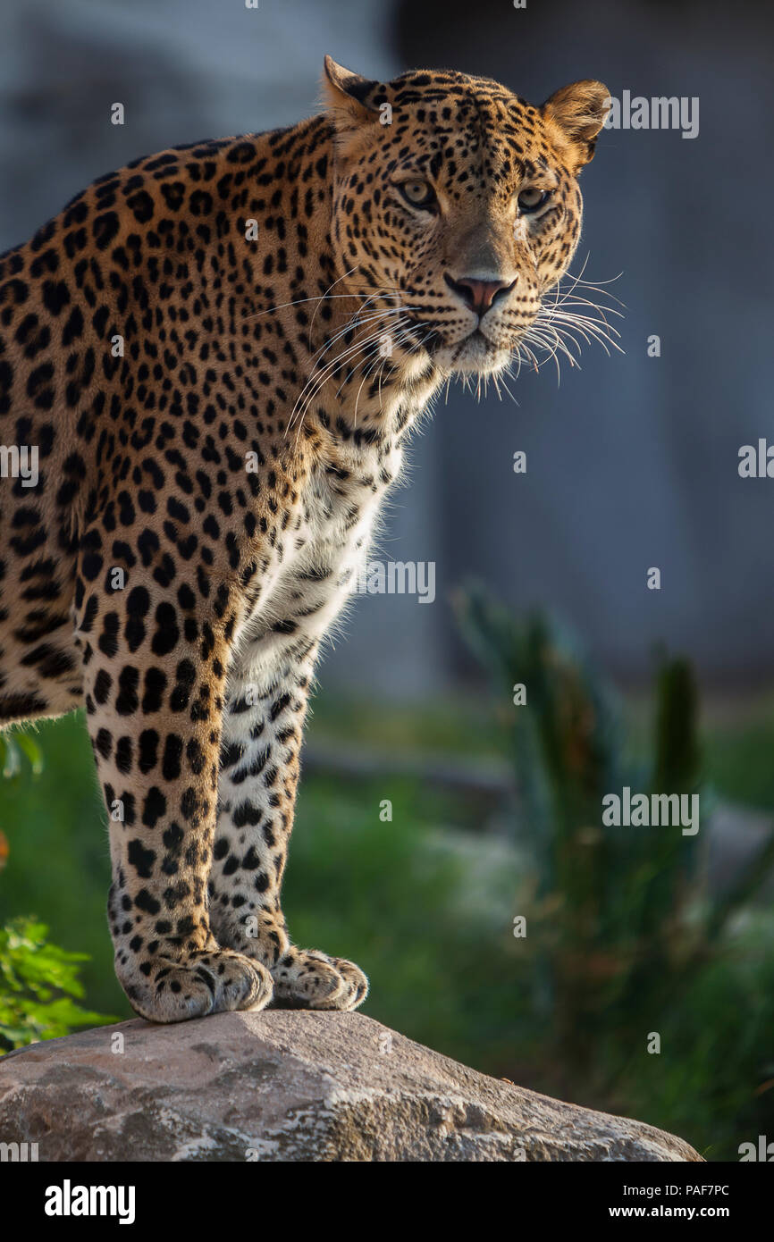 Cheetah face hi-res stock photography and images - Alamy