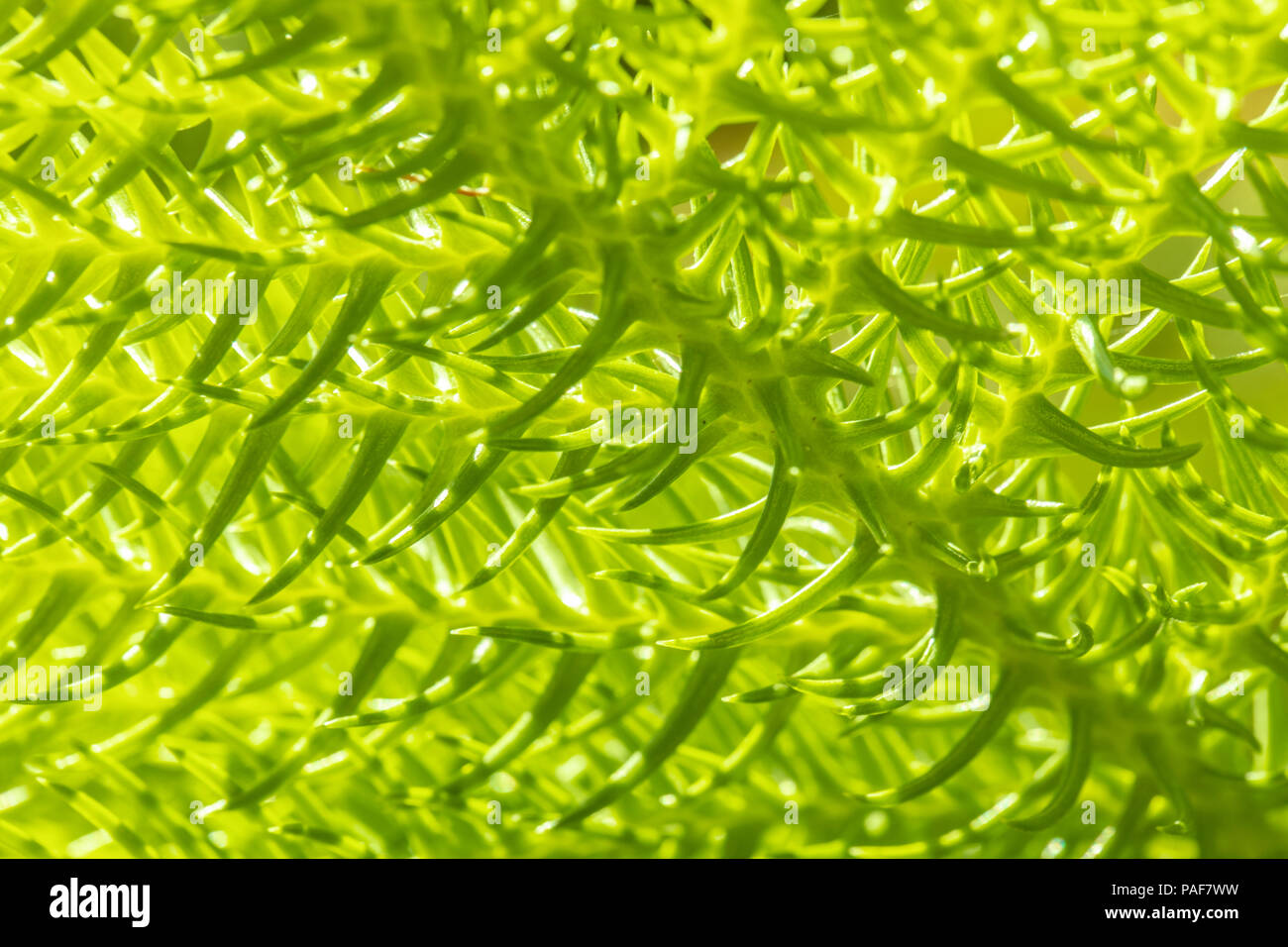 Evergreen texture hi-res stock photography and images - Alamy