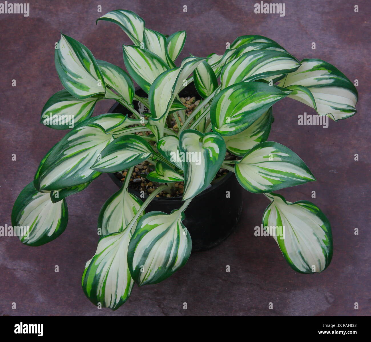 Hosta fireworks hi-res stock photography and images - Alamy