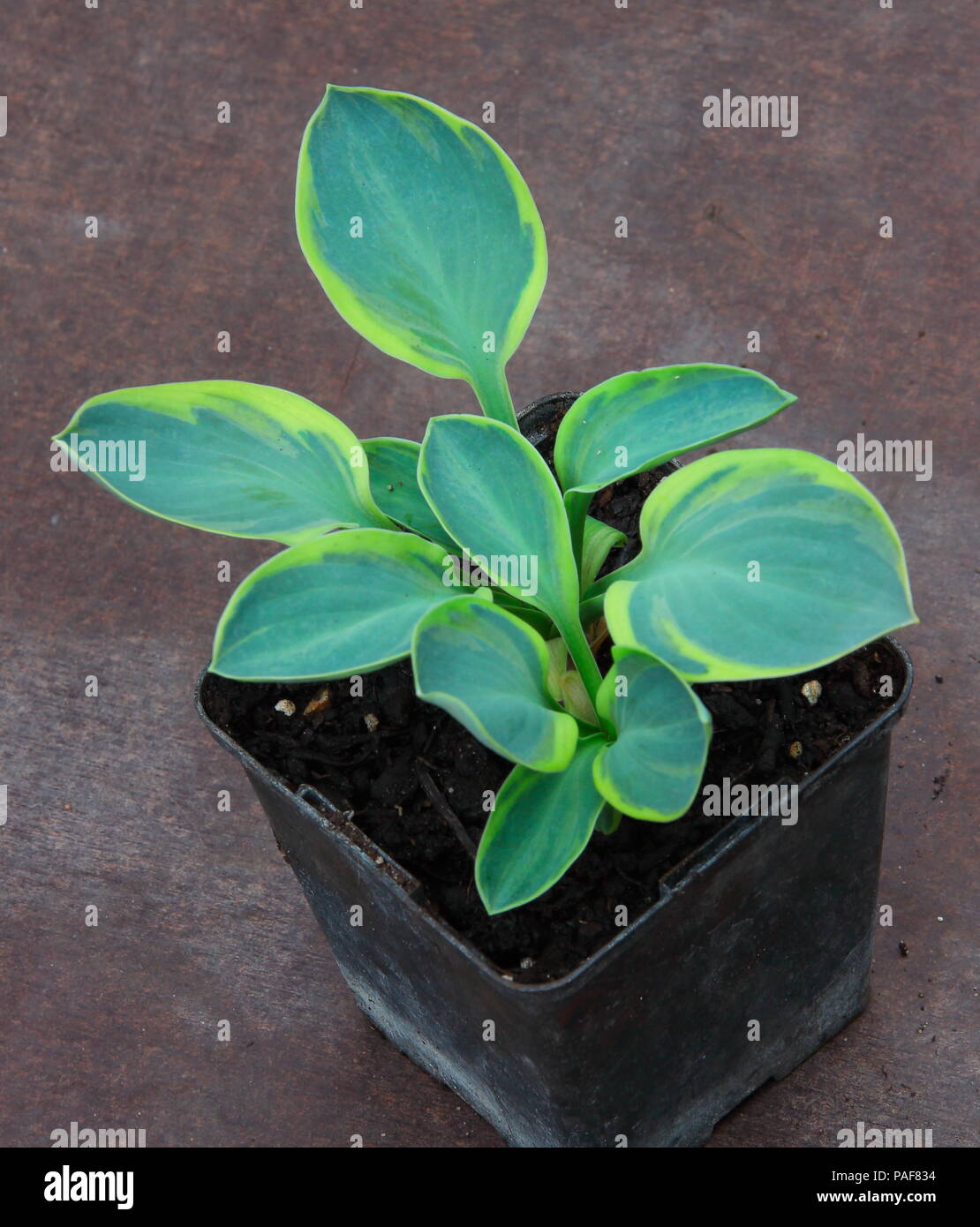 The hosta Stock Photo - Alamy