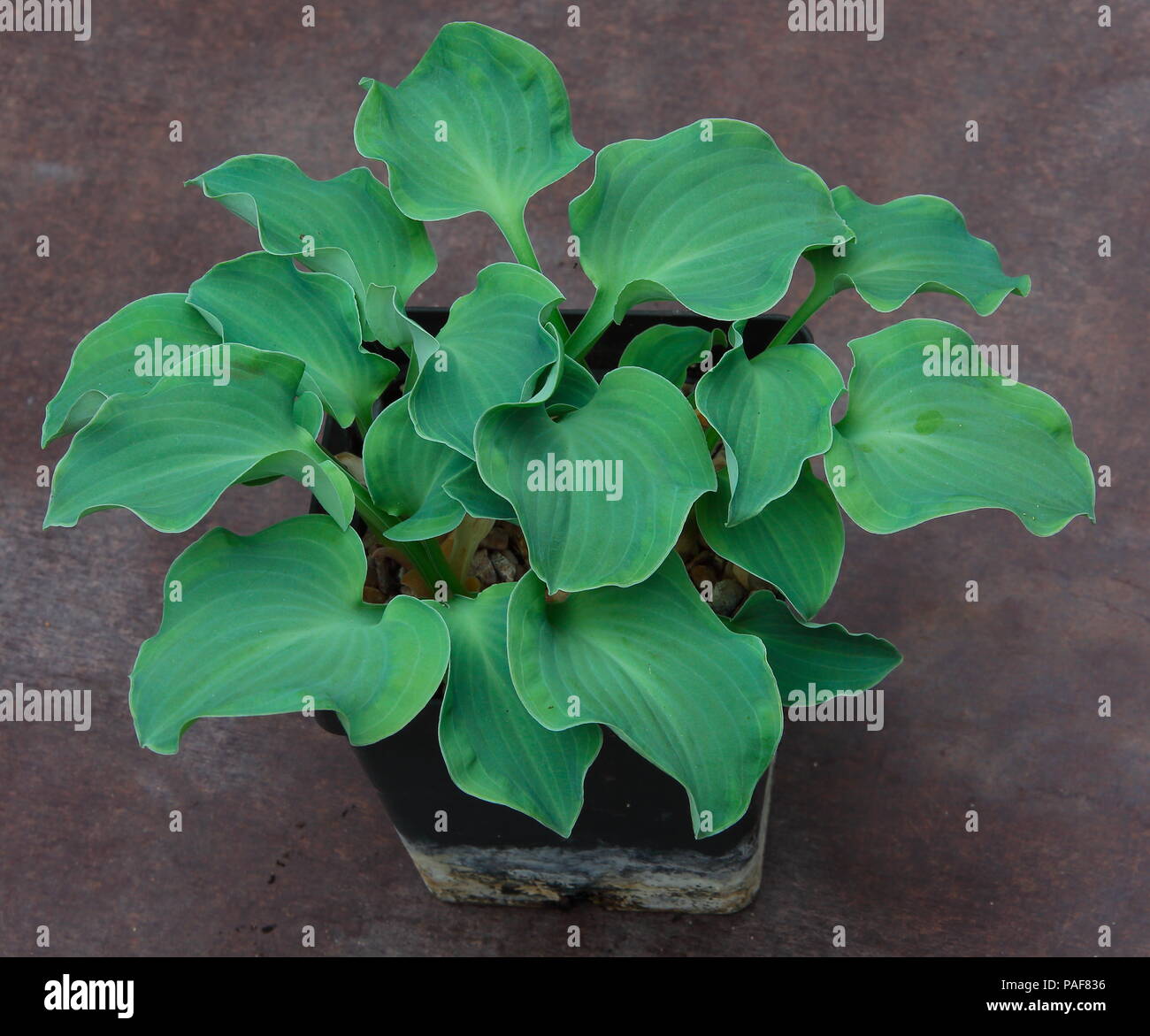 This Hosta plant with its beautifully shaped green/silver leaves is a ...