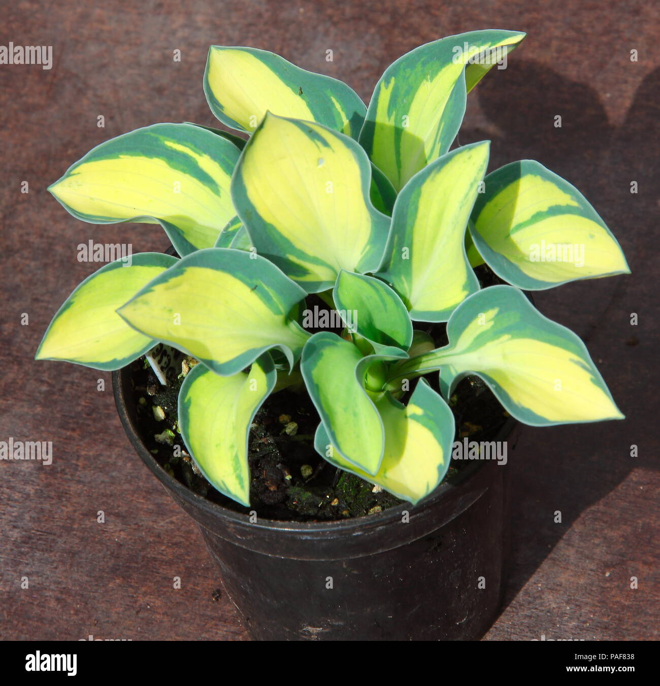 Small and miniature hostas hi-res stock photography and images - Alamy